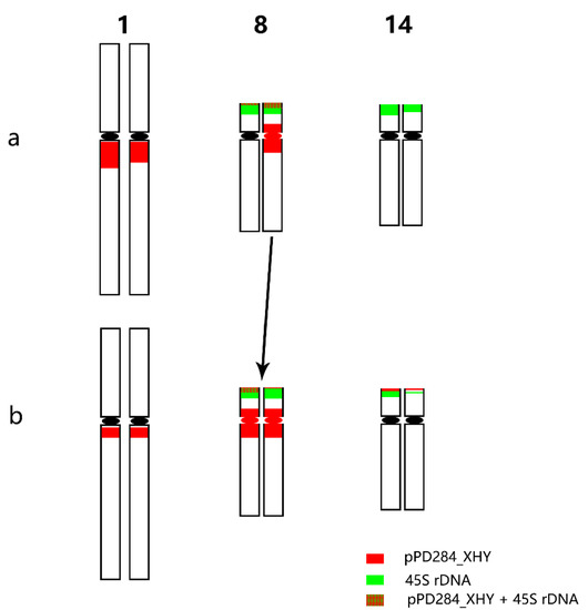 Molecular Karyotyping on Populus simonii × P. nigra and the Derived ...