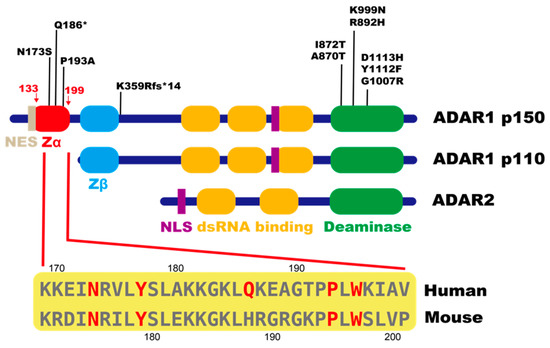 IJMS | Special Issue : Z-DNA and Z-RNA: From Physical Structure to ...