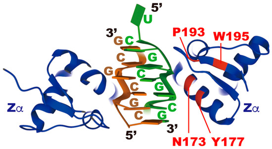 IJMS | Special Issue : Z-DNA and Z-RNA: From Physical Structure to ...