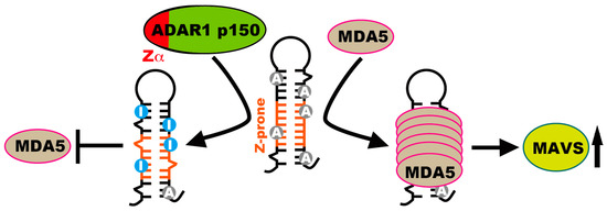 Deciphering the Biological Significance of ADAR1–Z-RNA Interactions