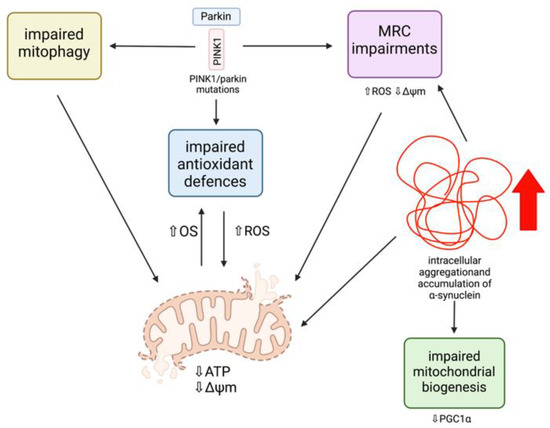 Targetable Pathways for Alleviating Mitochondrial Dysfunction in ...