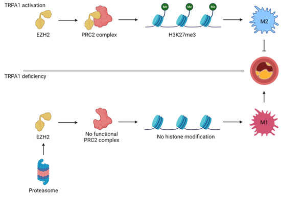 TRPA1 Expression and Pathophysiology in Immune Cells