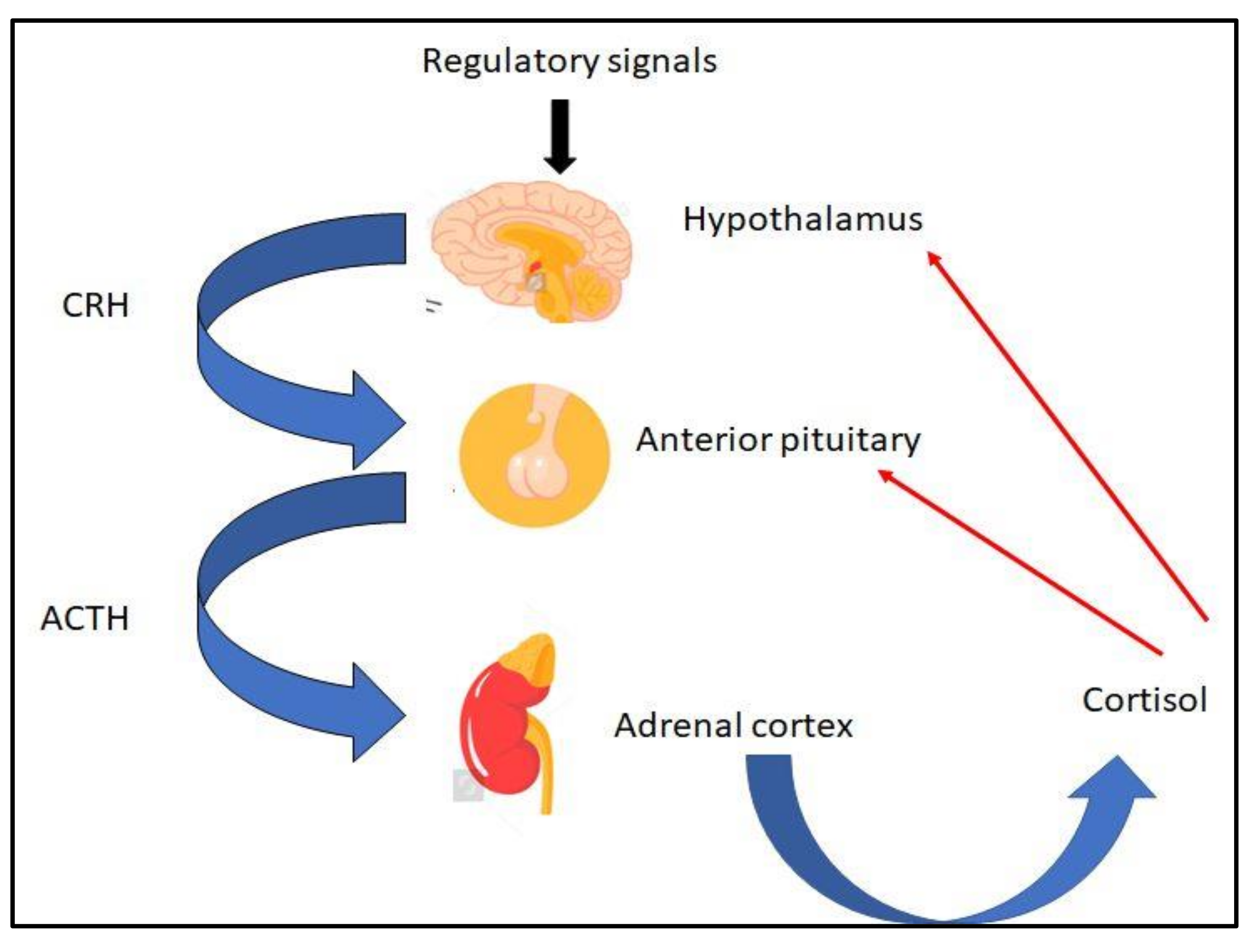 Pituitary Hormones Summary Of Regulation And Effects