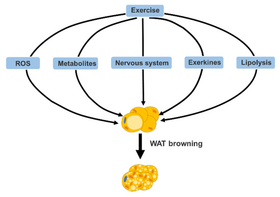 Exercise-Mediated Browning of White Adipose Tissue: Its Significance ...
