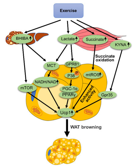 Exercise-Mediated Browning of White Adipose Tissue: Its Significance ...