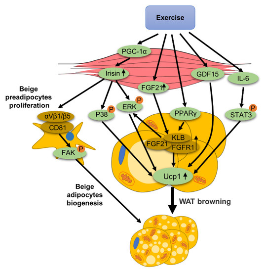 Exercise-Mediated Browning of White Adipose Tissue: Its Significance ...