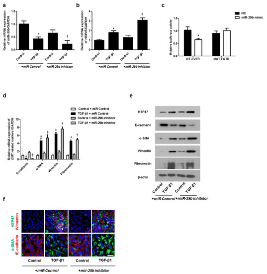 Ijms Free Full Text Mir 29b Regulates Tgf β1 Induced Epithelial