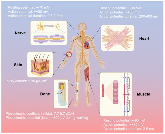 Conductive Polymeric-Based Electroactive Scaffolds for Tissue ...