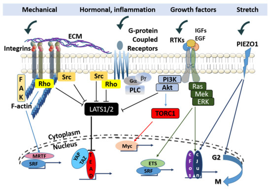 Mechanotransduction at the Plasma Membrane-Cytoskeleton Interface