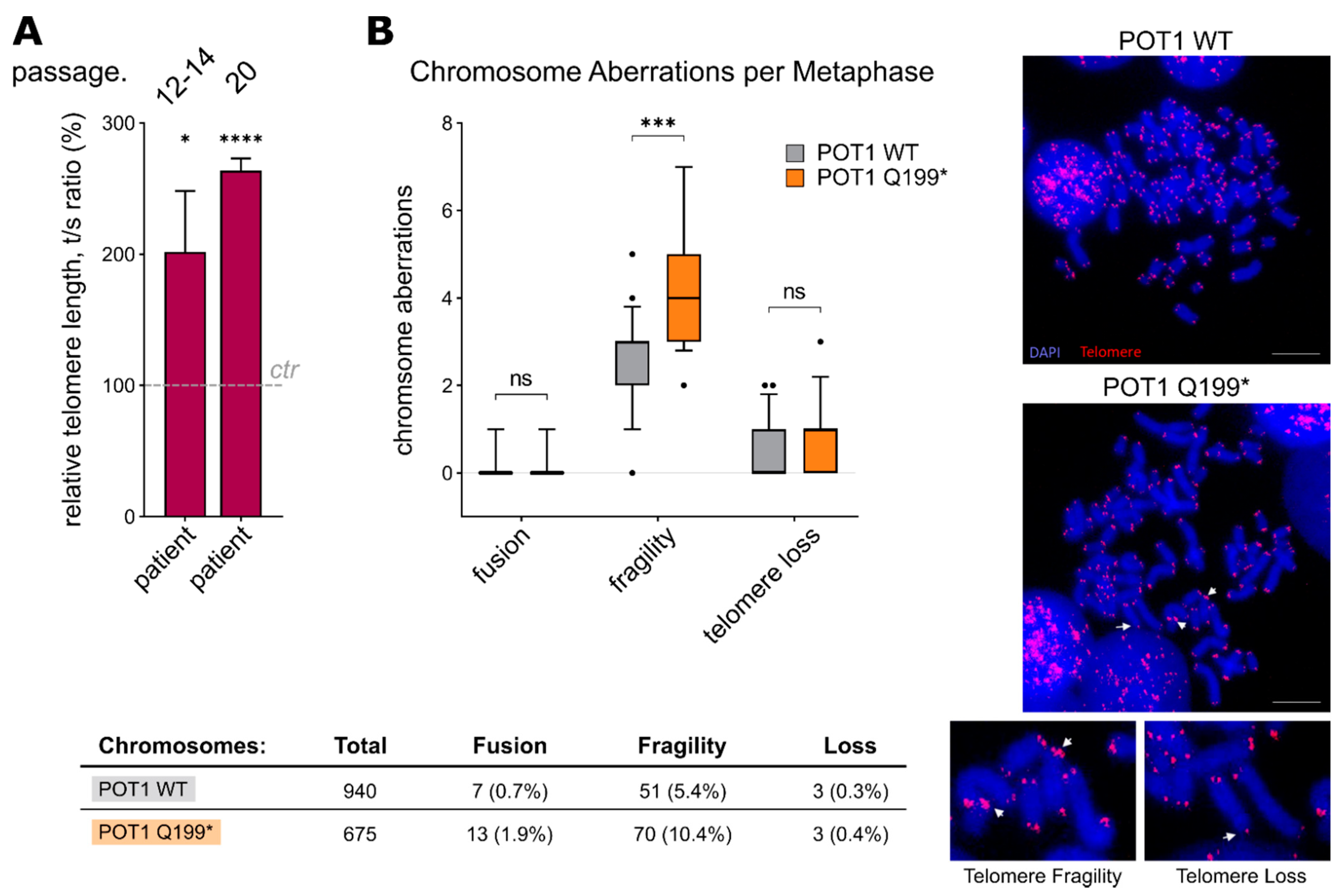 IJMS | Free Full-Text | Germline POT1 Deregulation Can Predispose to ...