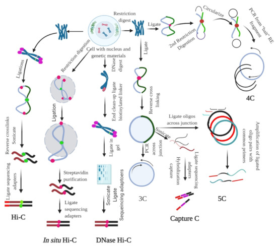 The 3D Genome: From Structure to Function