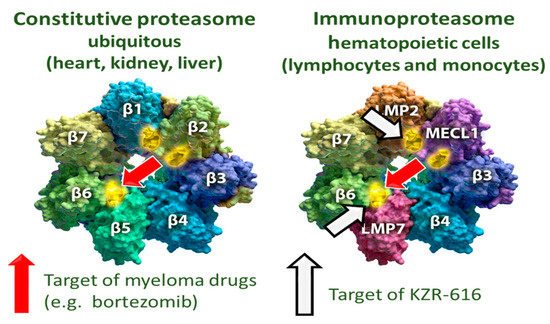 Proteasome Inhibitors and Their Pharmacokinetics, Pharmacodynamics, and ...