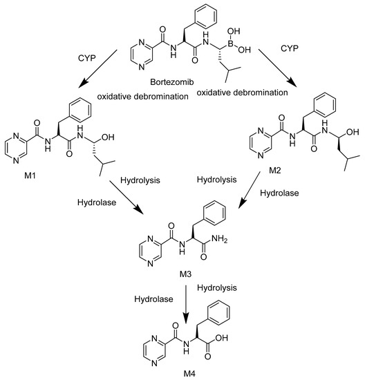Proteasome Inhibitors and Their Pharmacokinetics, Pharmacodynamics, and ...