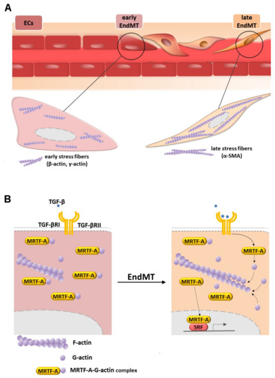 Cytoskeleton Reorganization in EndMT—The Role in Cancer and Fibrotic ...
