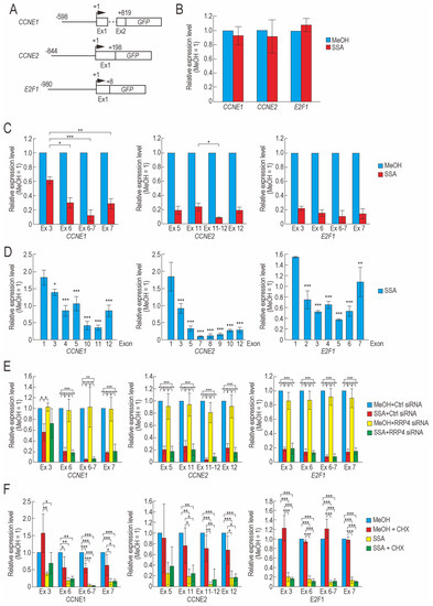 CCNE1 and E2F1 Partially Suppress G1 Phase Arrest Caused by ...