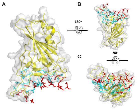 A Collection of Designed Peptides to Target SARS-CoV-2 Spike RBD—ACE2 ...
