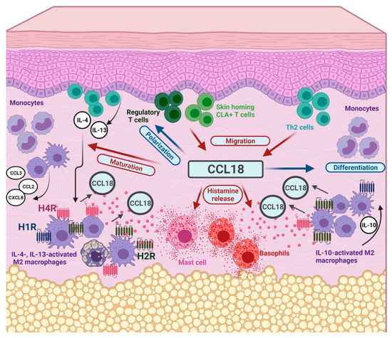 Histamine Increases Th2 Cytokine-Induced CCL18 Expression in Human M2 ...