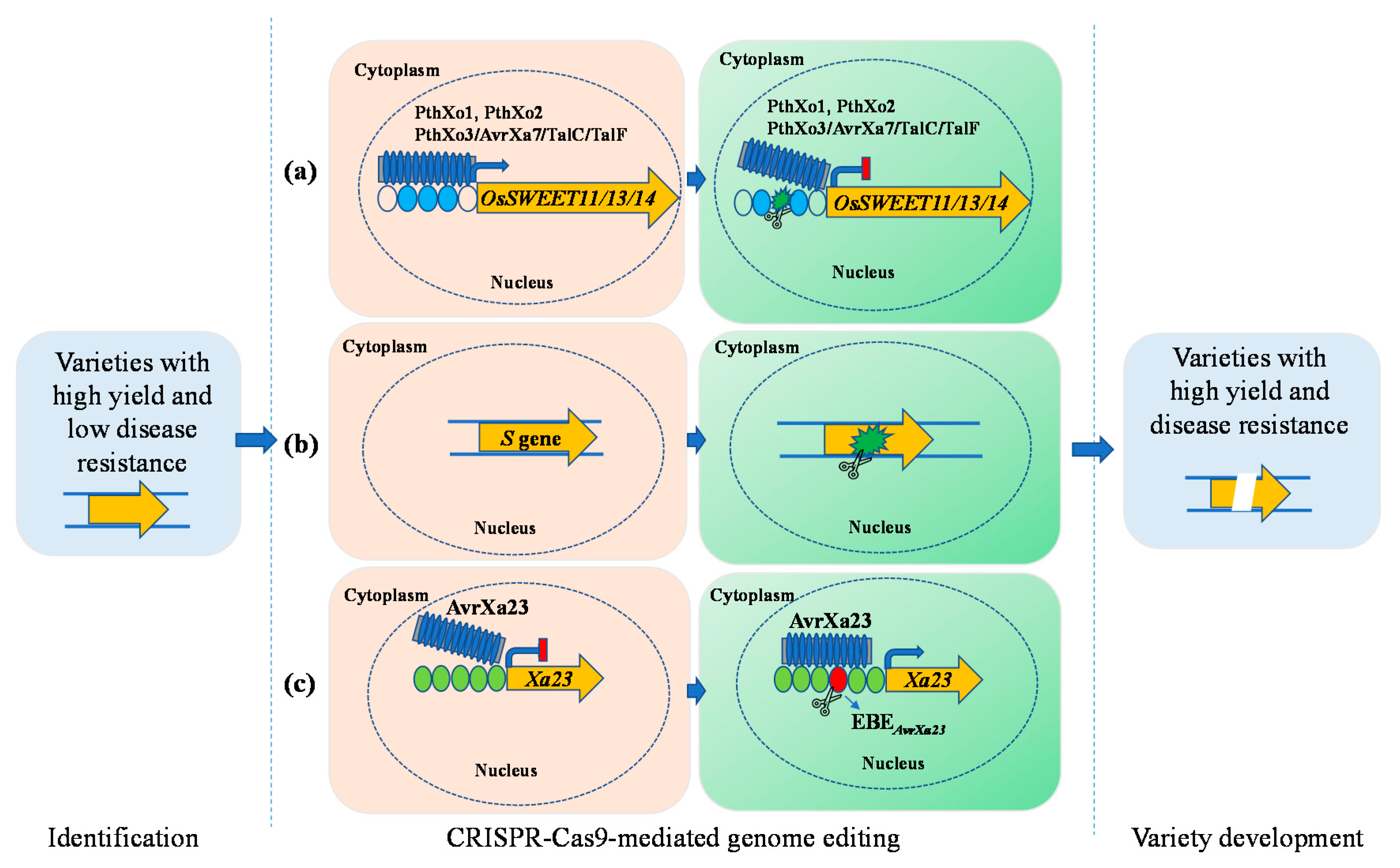 Recent Progress in Rice Broad-Spectrum Disease Resistance