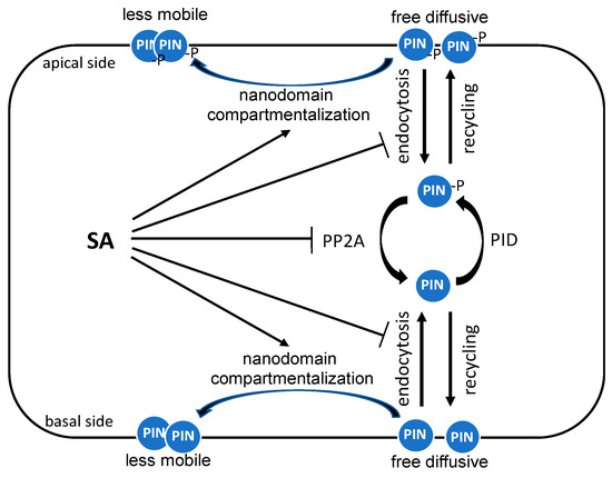 Biosynthesis and Roles of Salicylic Acid in Balancing Stress Response ...