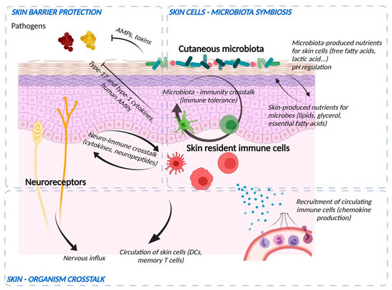 Five Functional Aspects of the Epidermal Barrier