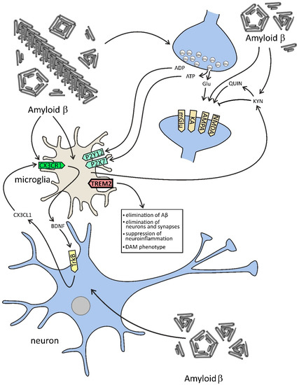 Glutamate and GABA in Microglia-Neuron Cross-Talk in Alzheimer’s Disease