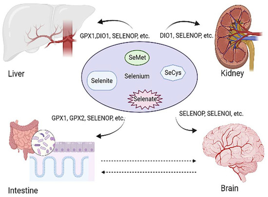 IJMS | Free Full-Text | Trace Element Selenium Effectively Alleviates ...