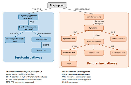 Tryptophan: A Unique Role in the Critically Ill