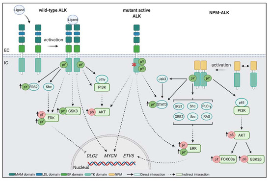 Defining Pathological Activities of ALK in Neuroblastoma, a Neural ...