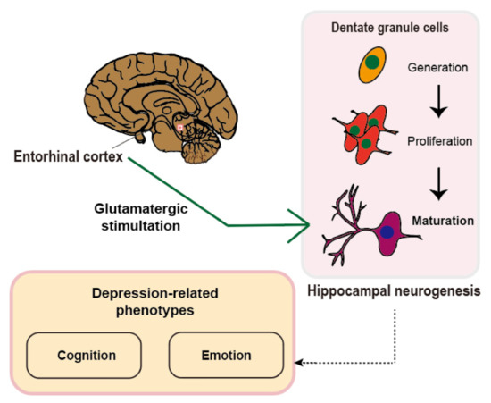 The Entorhinal Cortex and Adult Neurogenesis in Major Depression
