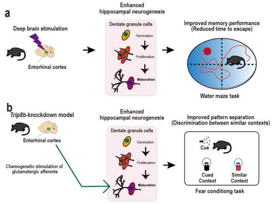 The Entorhinal Cortex and Adult Neurogenesis in Major Depression