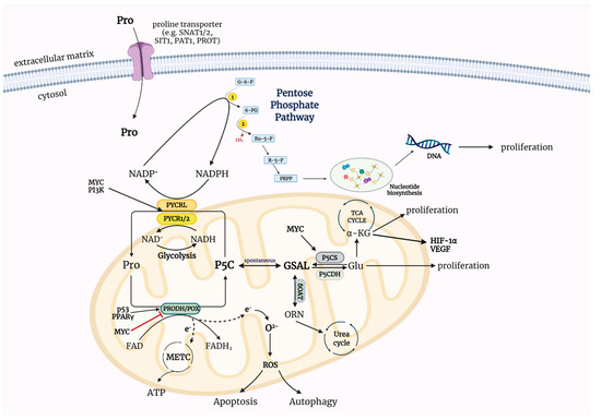 P5C as an Interface of Proline Interconvertible Amino Acids and Its ...