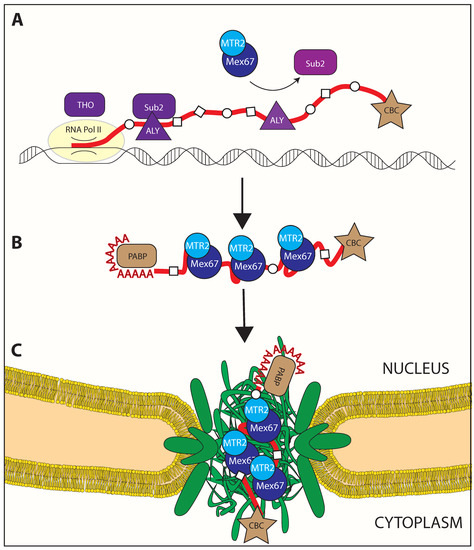 The Great Escape: mRNA Export through the Nuclear Pore Complex