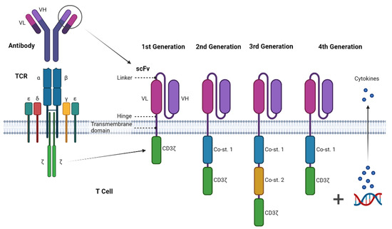 Cell Therapy for Colorectal Cancer: The Promise of Chimeric Antigen ...