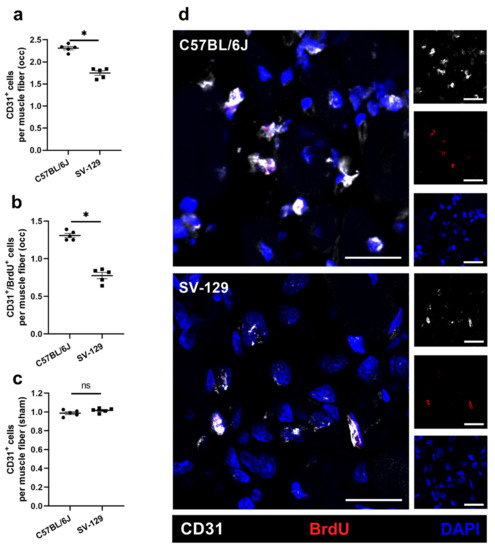 Impact of C57BL/6J and SV-129 Mouse Strain Differences on Ischemia ...