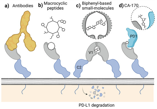 PD-L1 Inhibitors: Different Classes, Activities, and Mechanisms of Action
