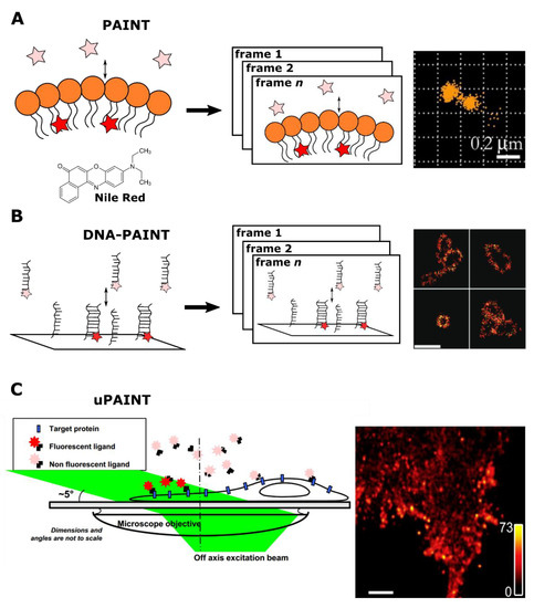 Transient Fluorescence Labeling: Low Affinity—High Benefits