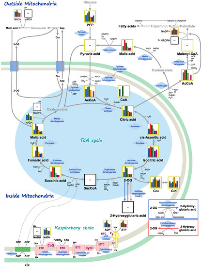Metabolomics Analyses Reveal Metabolites Affected by Plant Growth ...