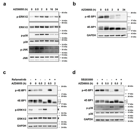 Activation of ERK and p38 Reduces AZD8055-Mediated Inhibition of ...