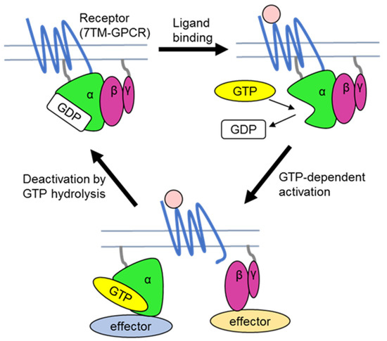 Heterotrimeric G Proteins in Plants: Canonical and Atypical Gα Subunits