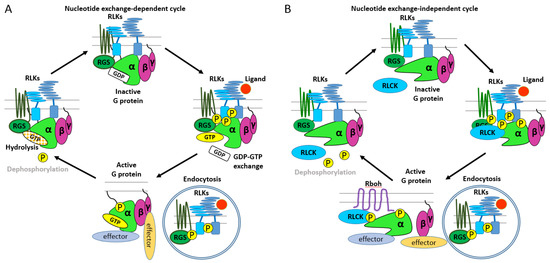 Heterotrimeric G Proteins in Plants: Canonical and Atypical Gα Subunits
