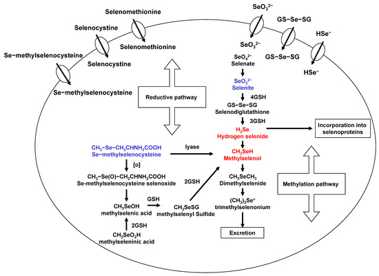 Antitumor Effects of Selenium