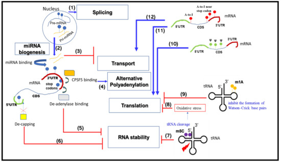 RNA Modifications and RNA Metabolism in Neurological Disease Pathogenesis