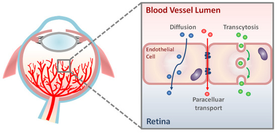 Wnt Signaling in Inner Blood–Retinal Barrier Maintenance