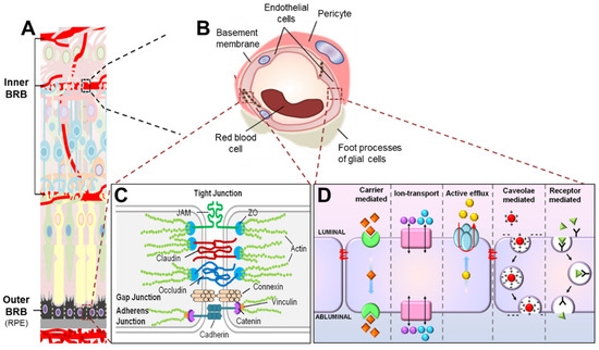 Wnt Signaling in Inner Blood–Retinal Barrier Maintenance
