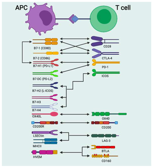 New Insights into the Role of PD-1 and Its Ligands in Allergic Disease