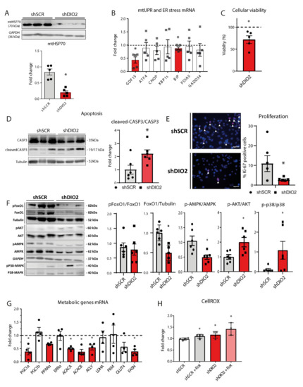 Selenoprotein DIO2 Is a Regulator of Mitochondrial Function, Morphology ...