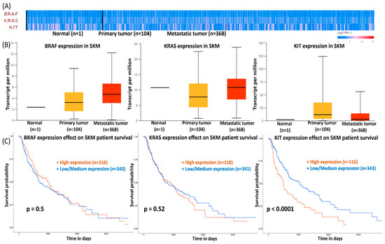 Relevance of BRAF Subcellular Localization and Its Interaction with ...