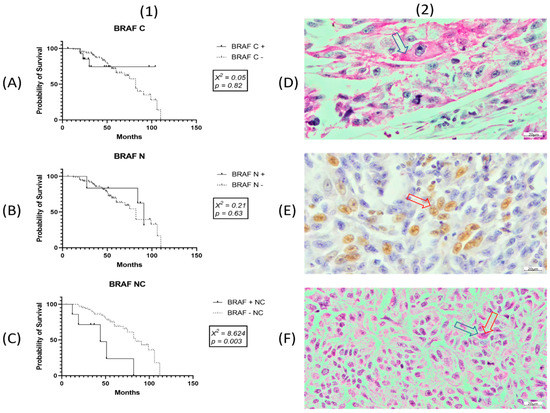 Relevance of BRAF Subcellular Localization and Its Interaction with ...
