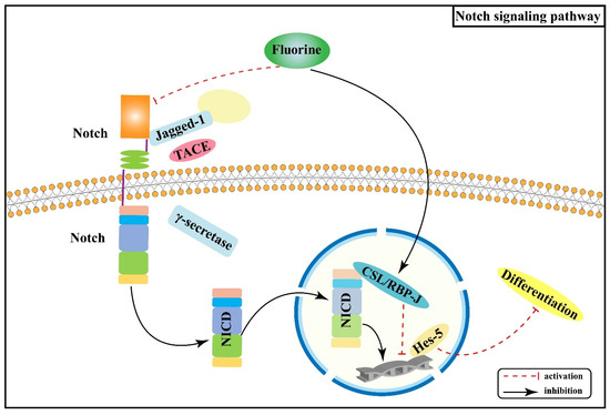Progress of Signaling Pathways, Stress Pathways and Epigenetics in the ...