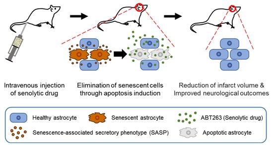 IJMS | Free Full-Text | Senolytic Therapy for Cerebral Ischemia ...